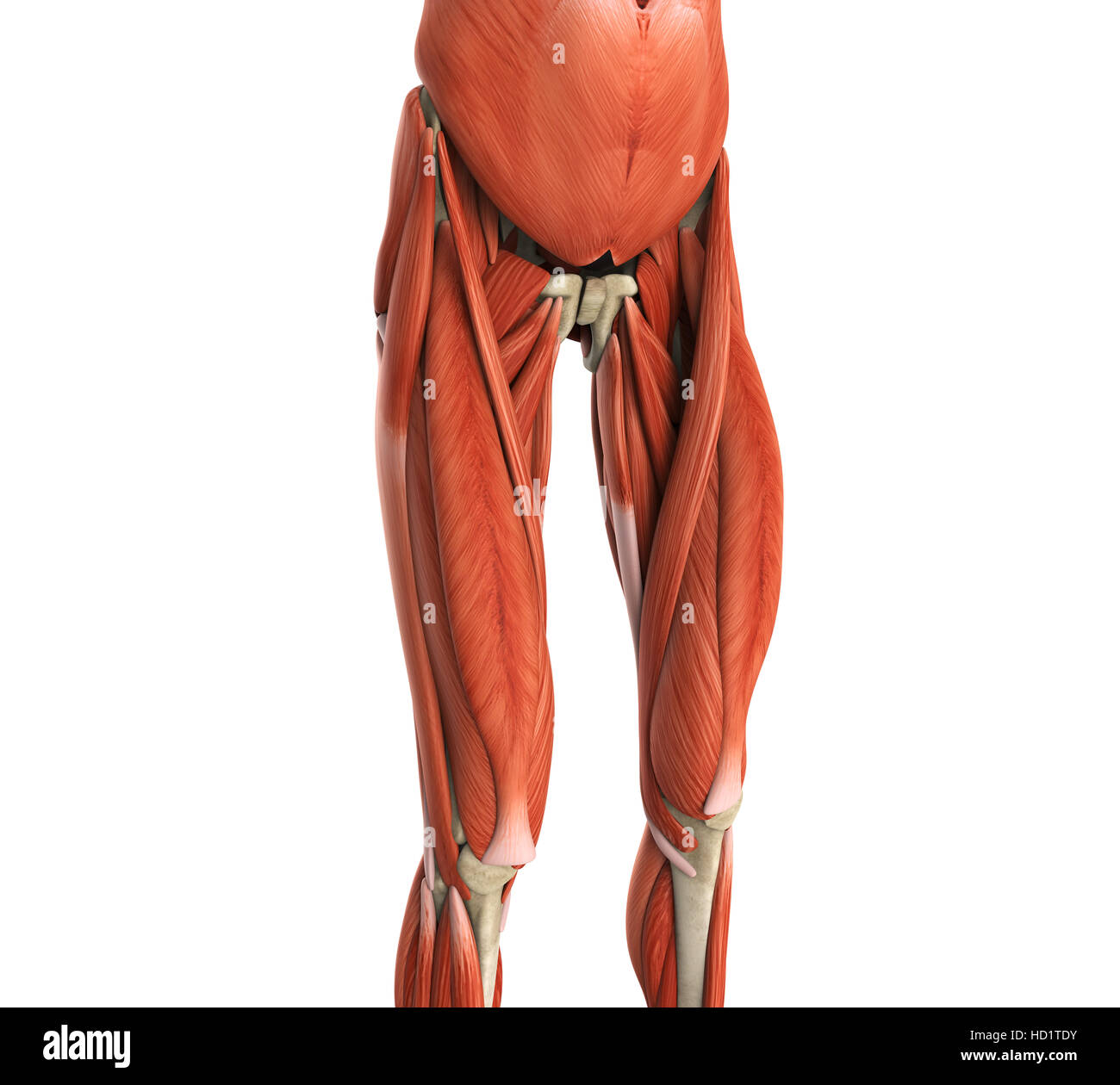 Quadricipite femorale immagini e fotografie stock ad alta risoluzione ...