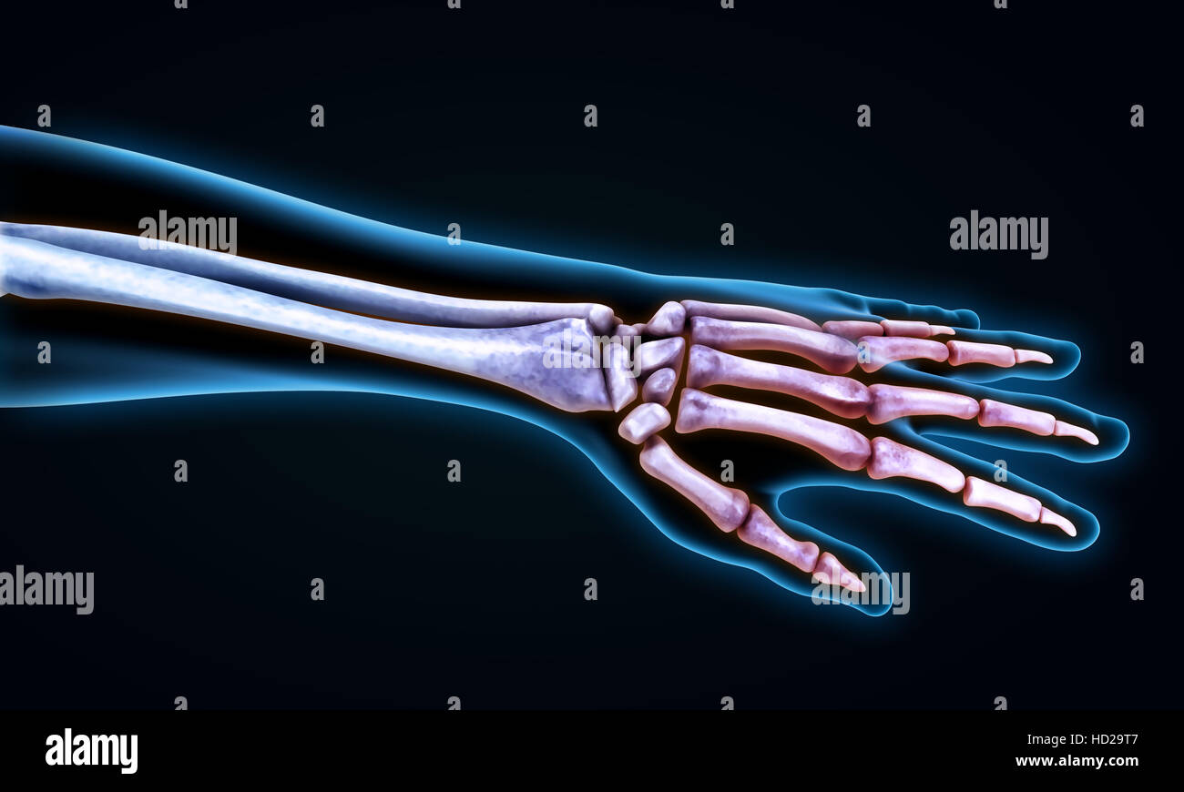 Anatomia della mano immagini e fotografie stock ad alta risoluzione ...
