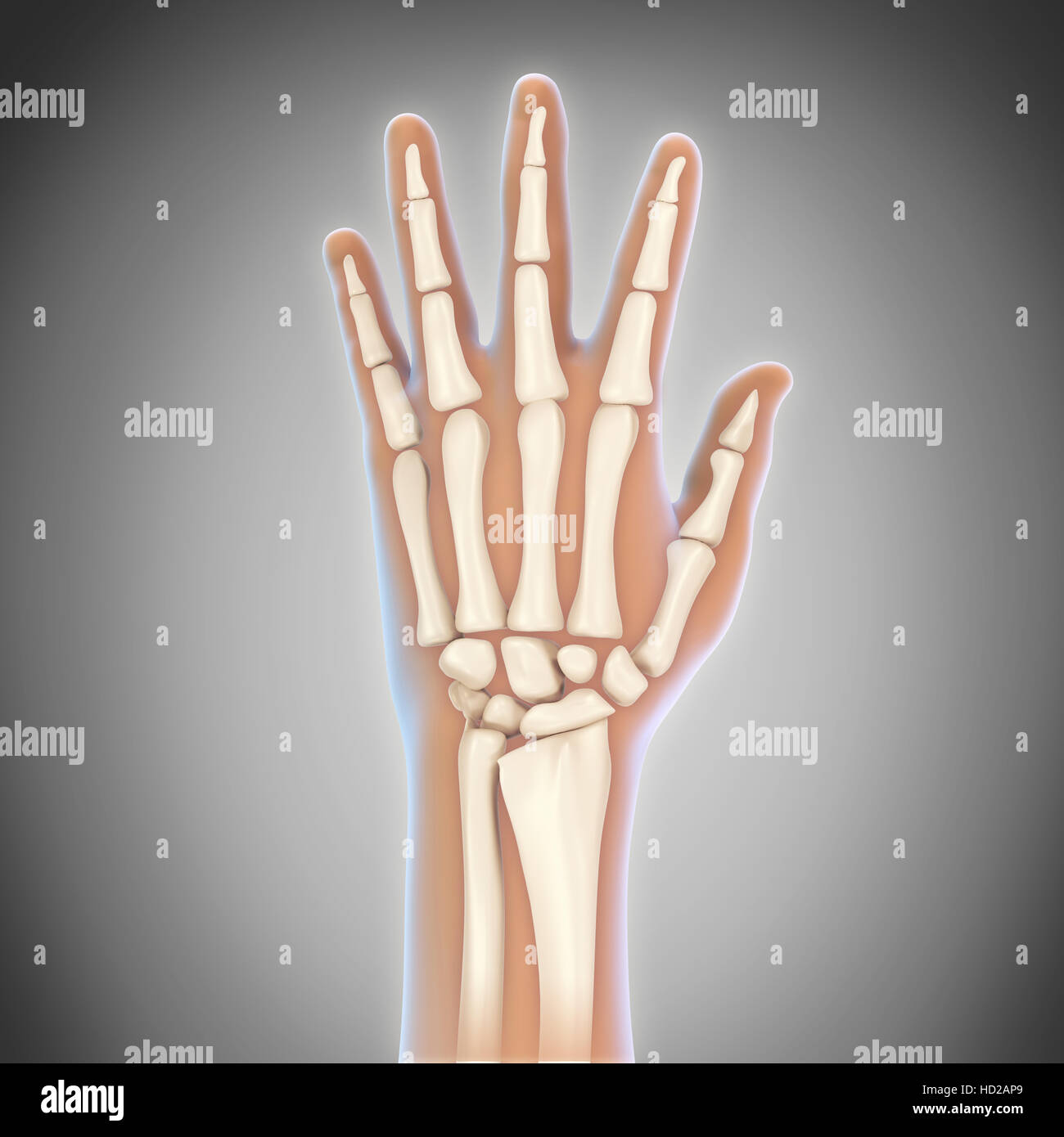 Mano anatomia immagini e fotografie stock ad alta risoluzione - Alamy
