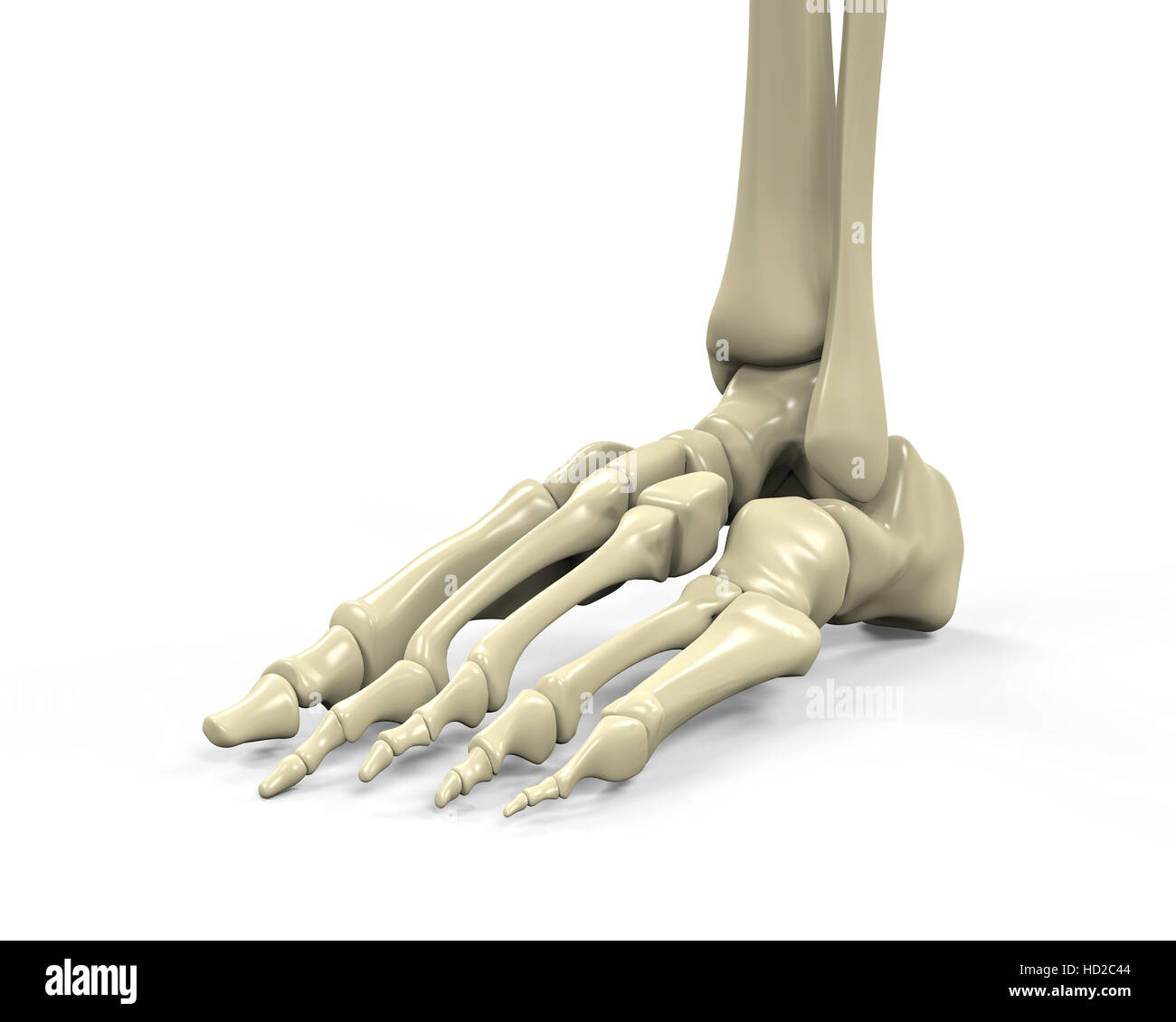 Anatomia del piede Immagini senza sfondo e Foto Stock ritagliate - Alamy