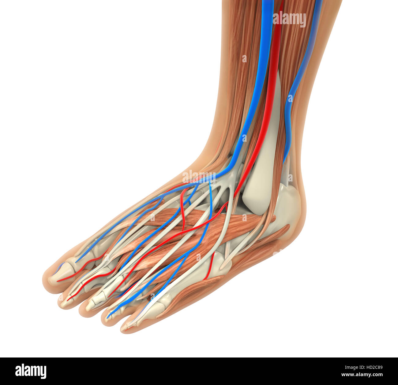 Anatomia del piede umano Immagini senza sfondo e Foto Stock ritagliate ...