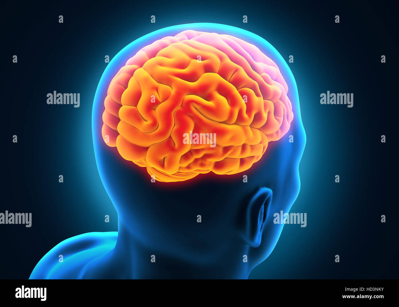 Anatomia del cervello e della testa immagini e fotografie stock ad alta ...