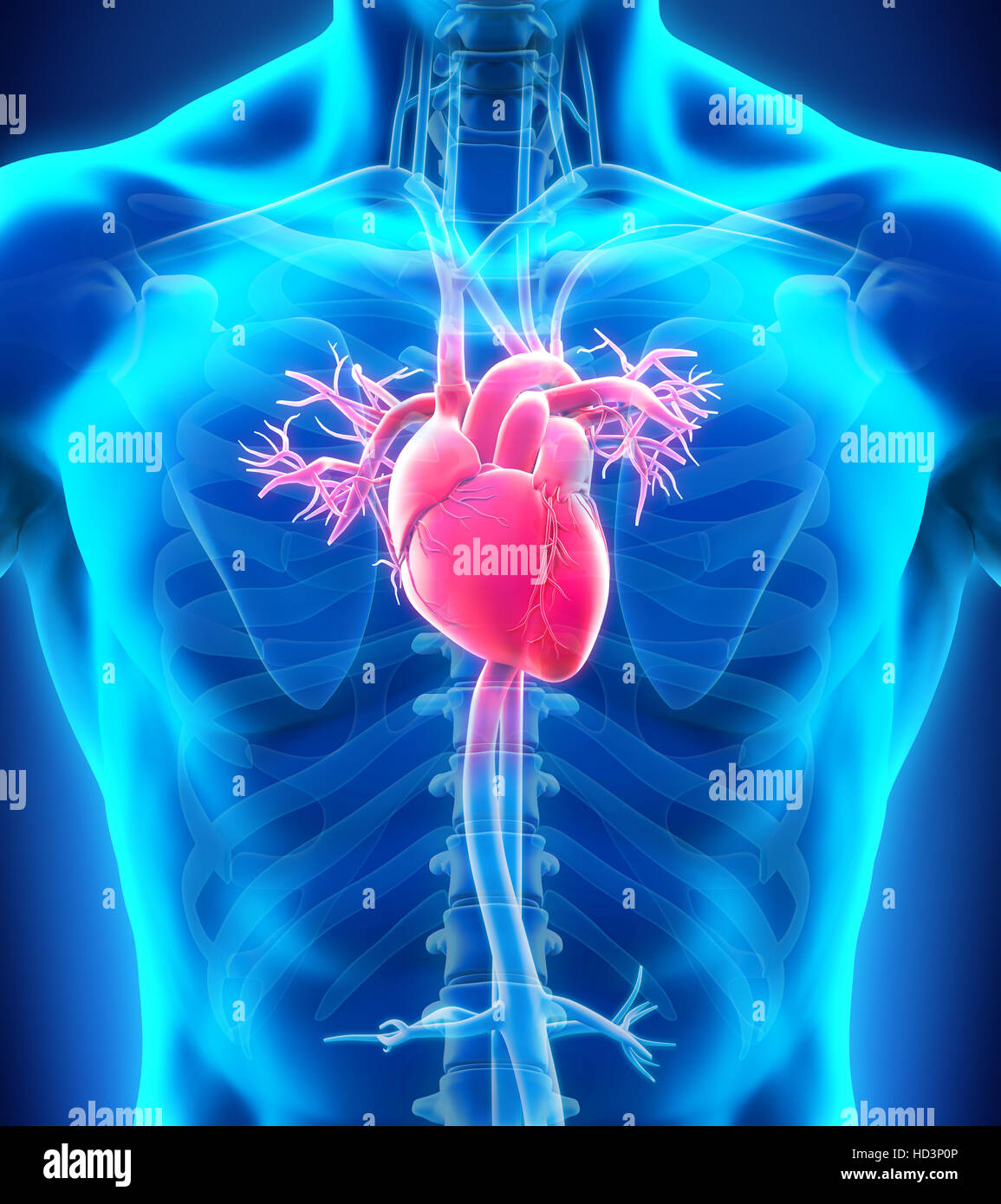 Anatomia del corpo umano e del cuore 3d immagini e fotografie stock ad ...