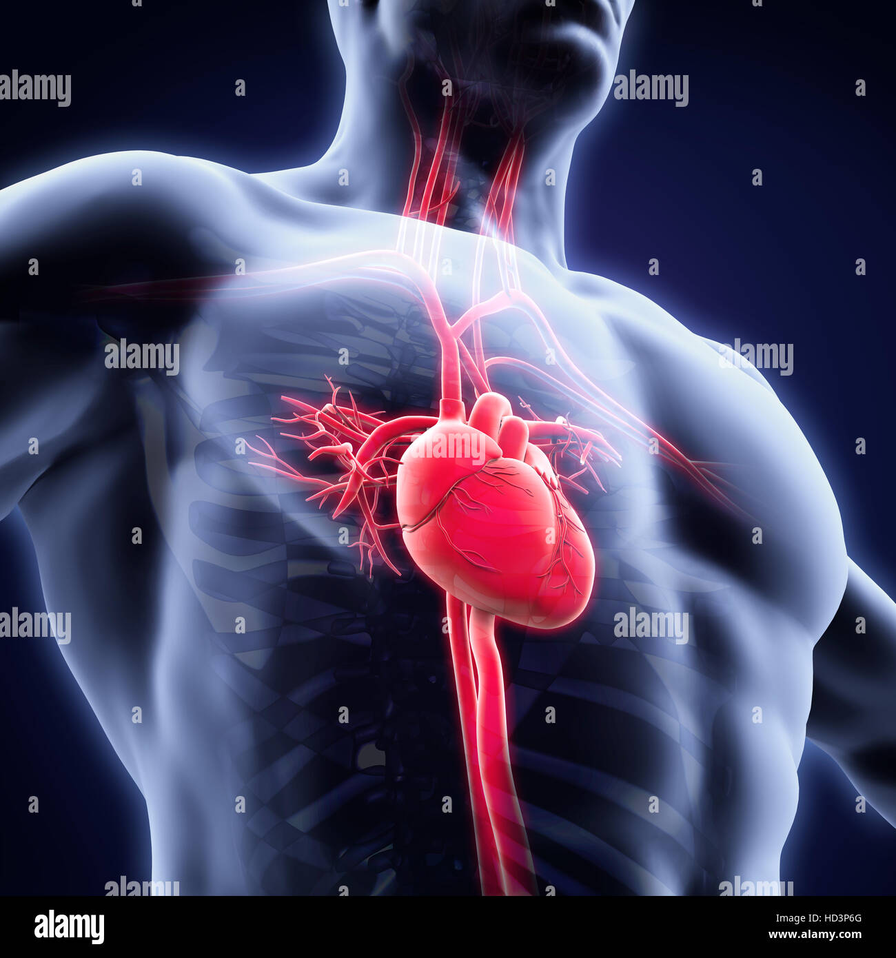 Anatomia del corpo umano e del cuore 3d immagini e fotografie stock ad ...
