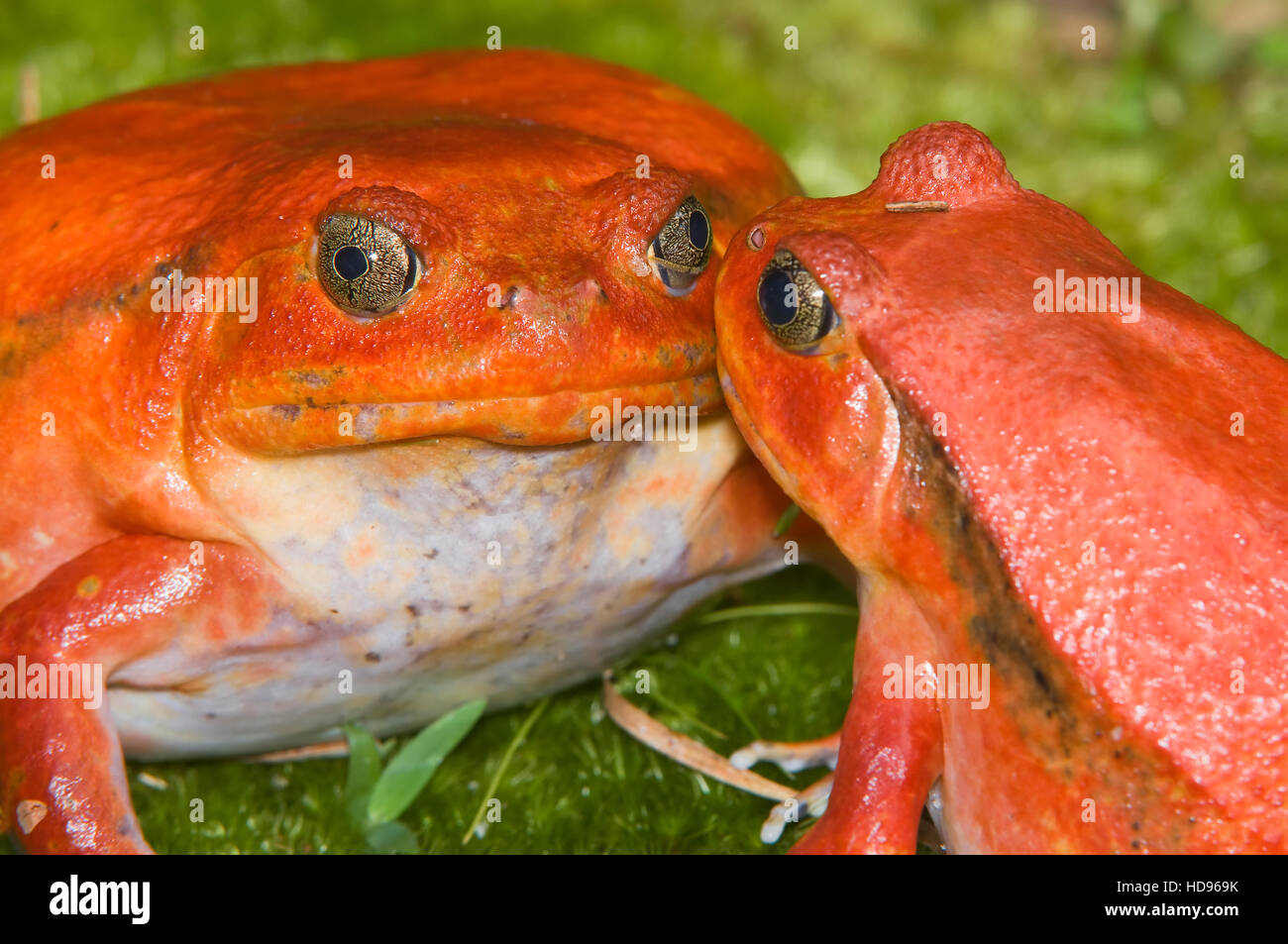 Coppia di rane di pomodoro o crapaud rouge de Madagascar (dyscophus ...