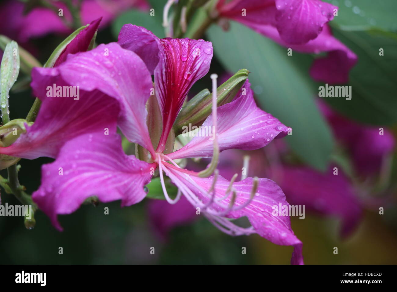 Viola tree immagini e fotografie stock ad alta risoluzione - Alamy