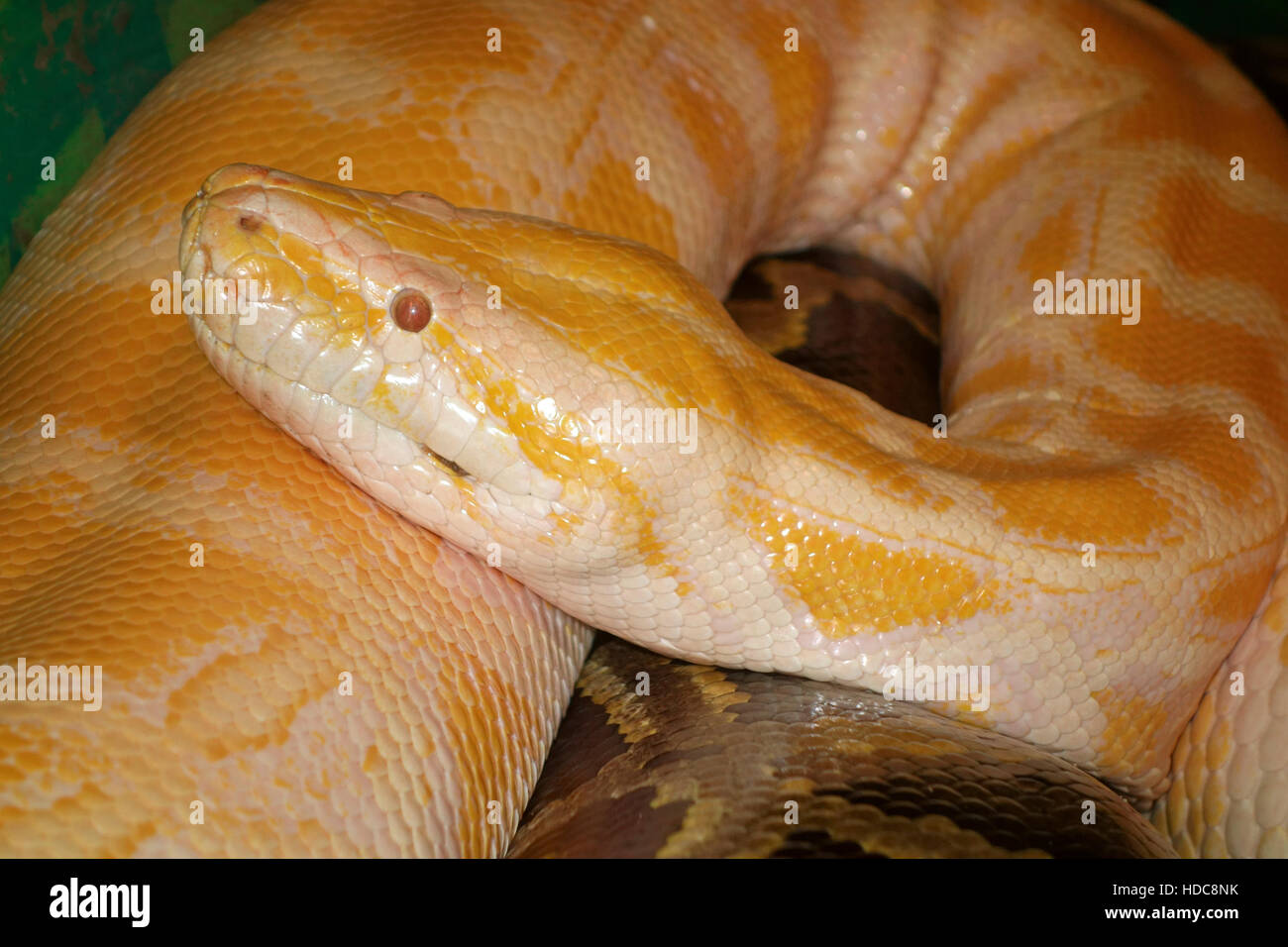 Albino python immagini e fotografie stock ad alta risoluzione - Alamy