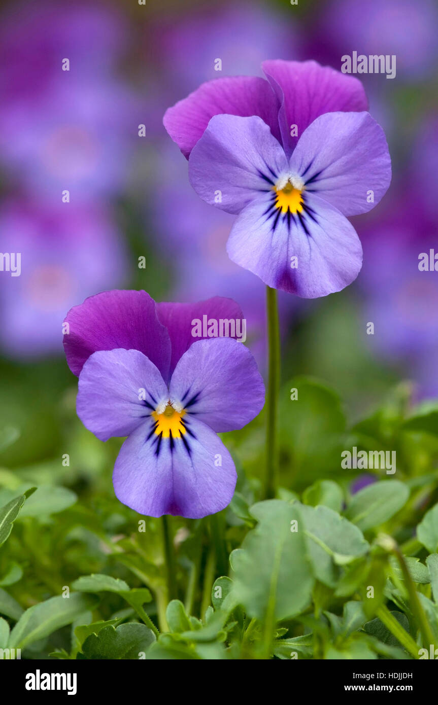 Wild pansy (Viola tricolore) fiore. Close-up di un fiore da un viola ...