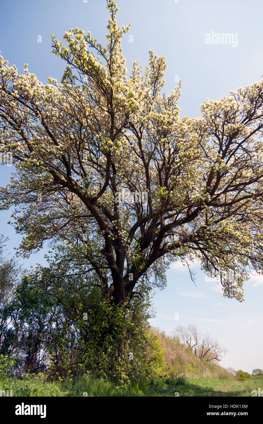Albero di pera antico immagini e fotografie stock ad alta risoluzione ...