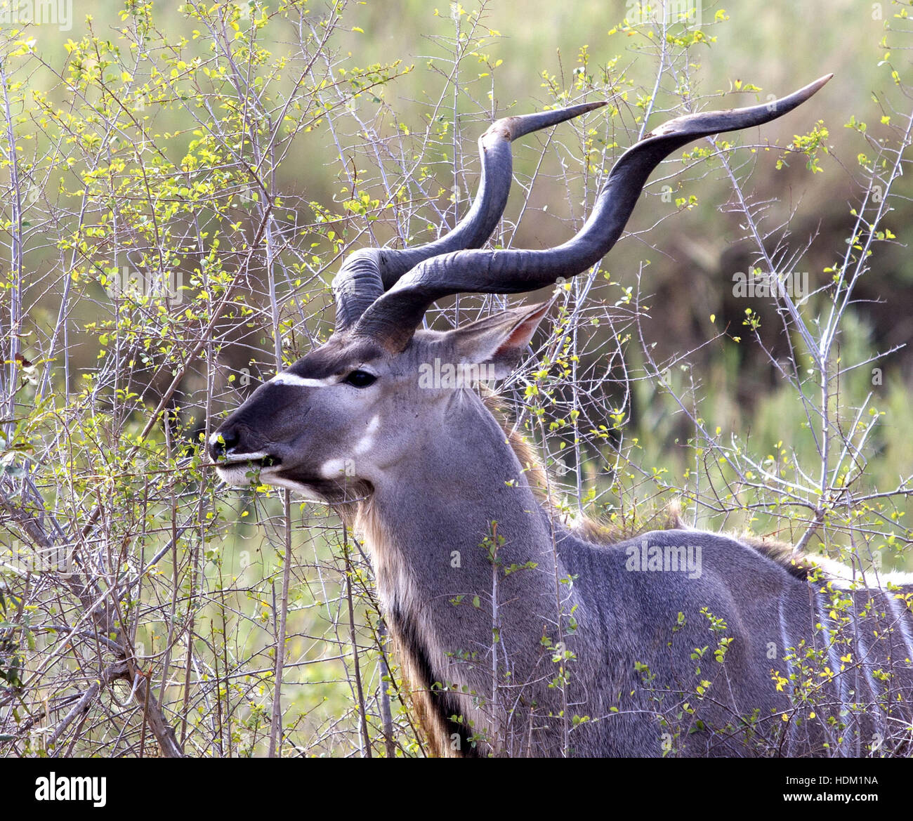 Kudu buck immagini e fotografie stock ad alta risoluzione - Alamy