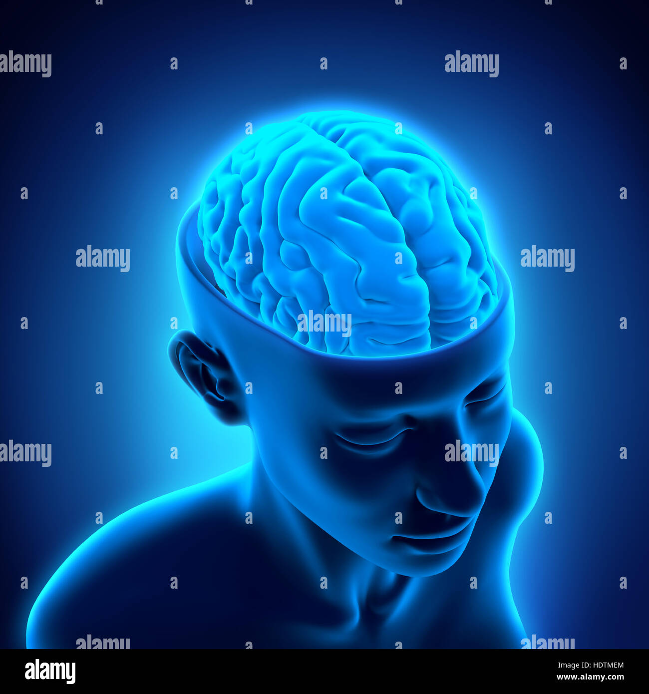 Anatomia del cervello umano immagini e fotografie stock ad alta ...