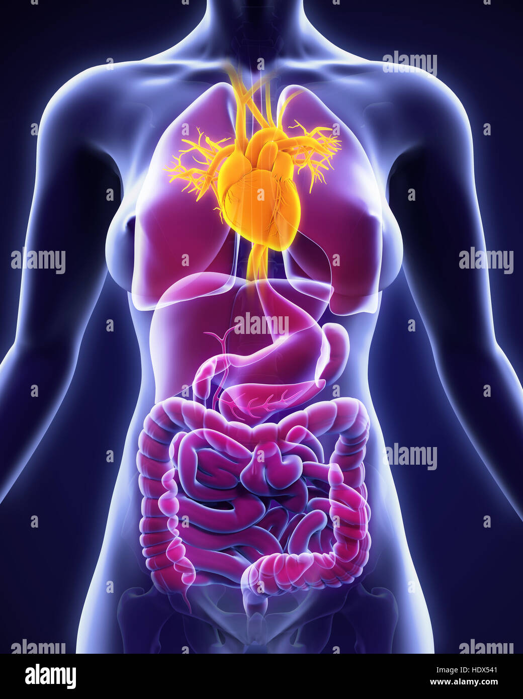 Cuore anatomia immagini e fotografie stock ad alta risoluzione - Alamy