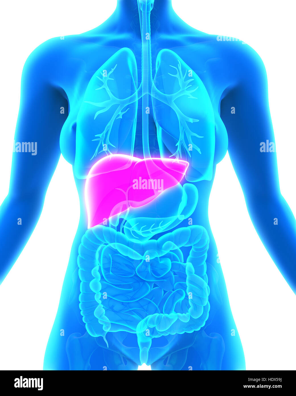 Anatomia del fegato femminile immagini e fotografie stock ad alta ...