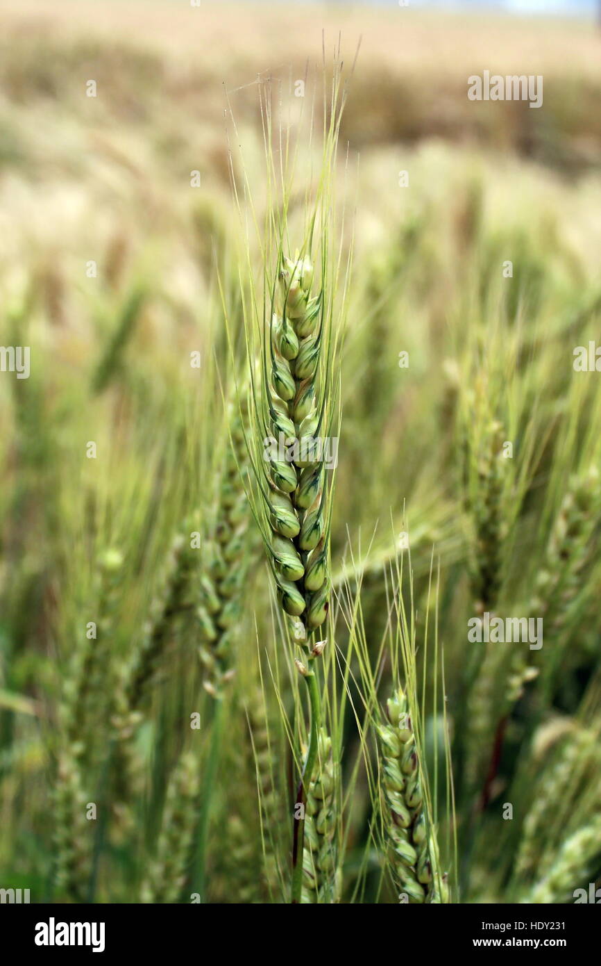 La pianta di grano immagini e fotografie stock ad alta risoluzione - Alamy