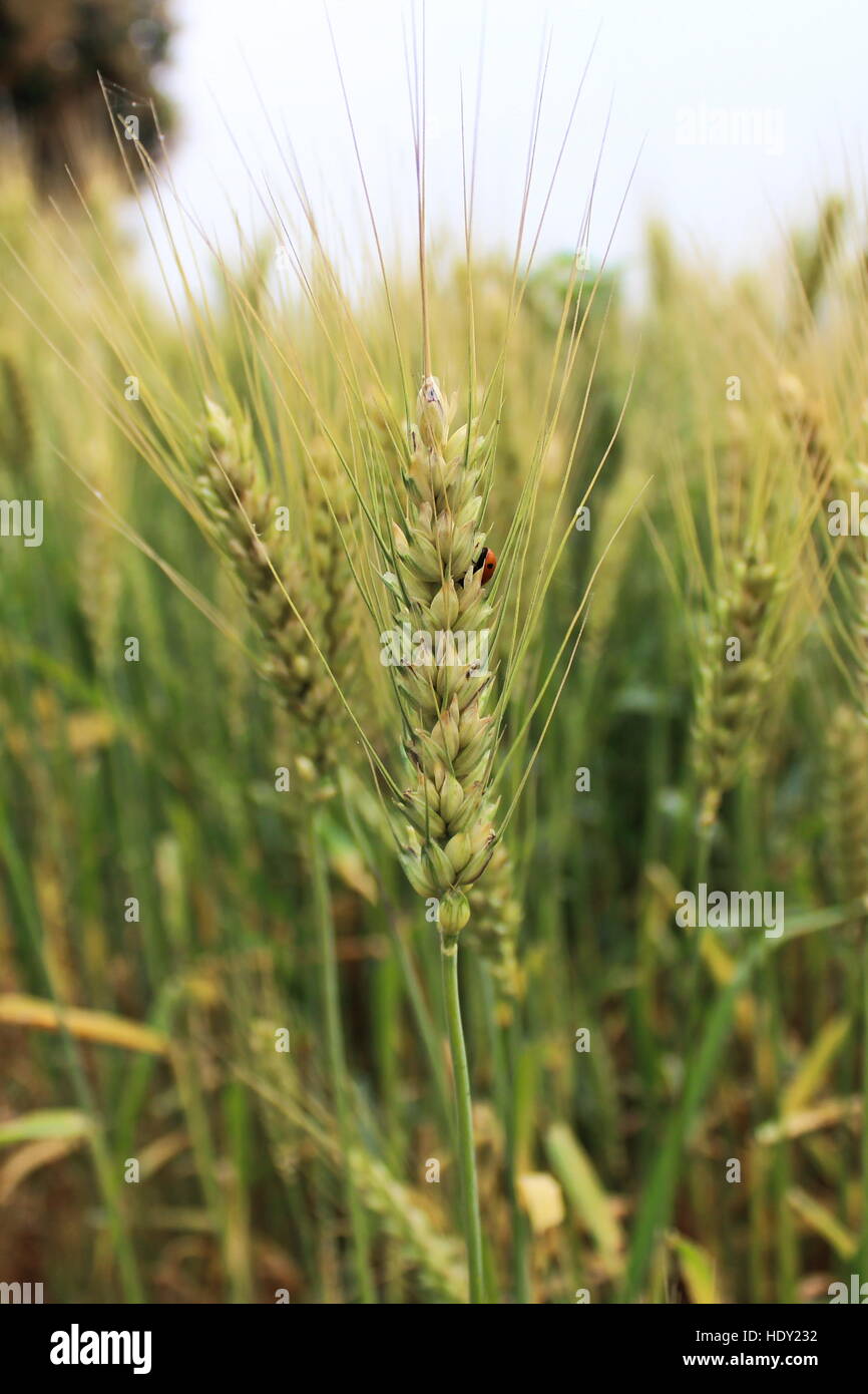 La pianta di grano immagini e fotografie stock ad alta risoluzione - Alamy