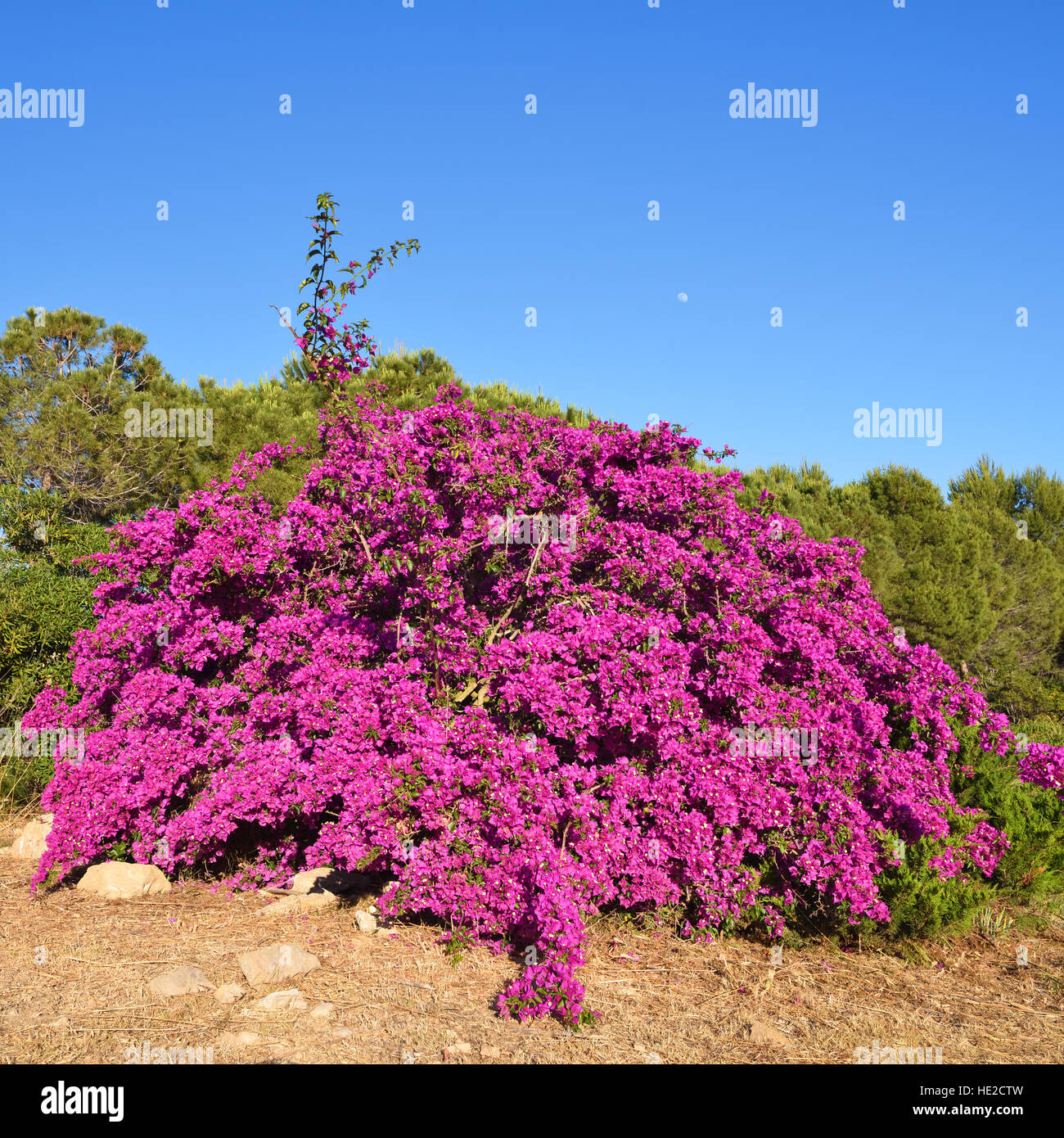 Grande vite di fiori immagini e fotografie stock ad alta risoluzione ...