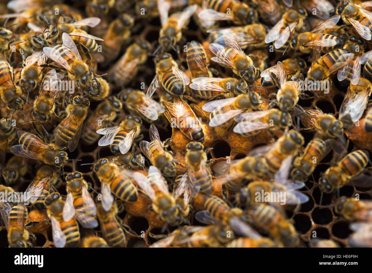 Impollinazione da api da miele immagini e fotografie stock ad alta ...