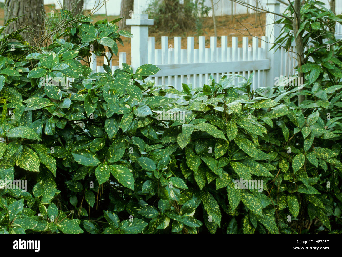 Acuba japonica immagini e fotografie stock ad alta risoluzione - Alamy