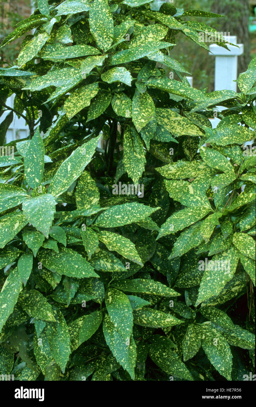 Acuba japonica immagini e fotografie stock ad alta risoluzione - Alamy