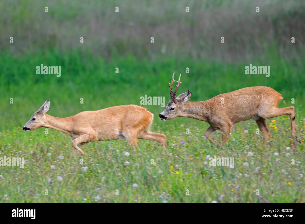 Stagione degli amori dei caprioli immagini e fotografie stock ad alta ...