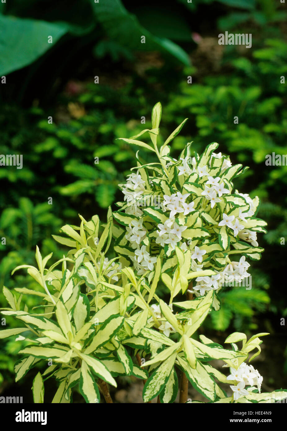 Daphne x burkwoodii briggs moonlight immagini e fotografie stock ad ...