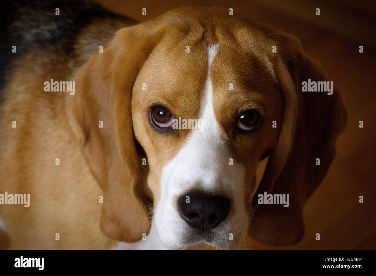 Portrait de beagle immagini e fotografie stock ad alta risoluzione - Alamy