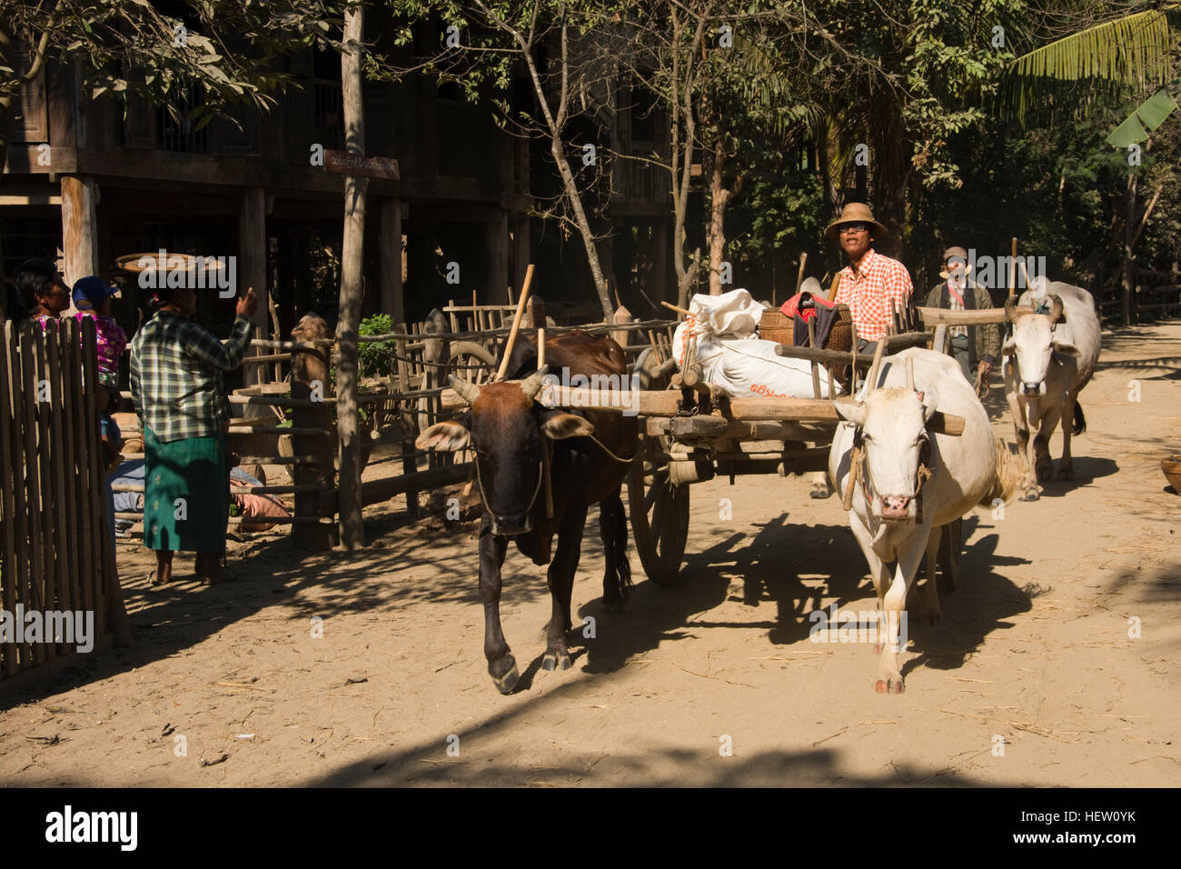 Carretti di buoi nel villaggio immagini e fotografie stock ad alta ...