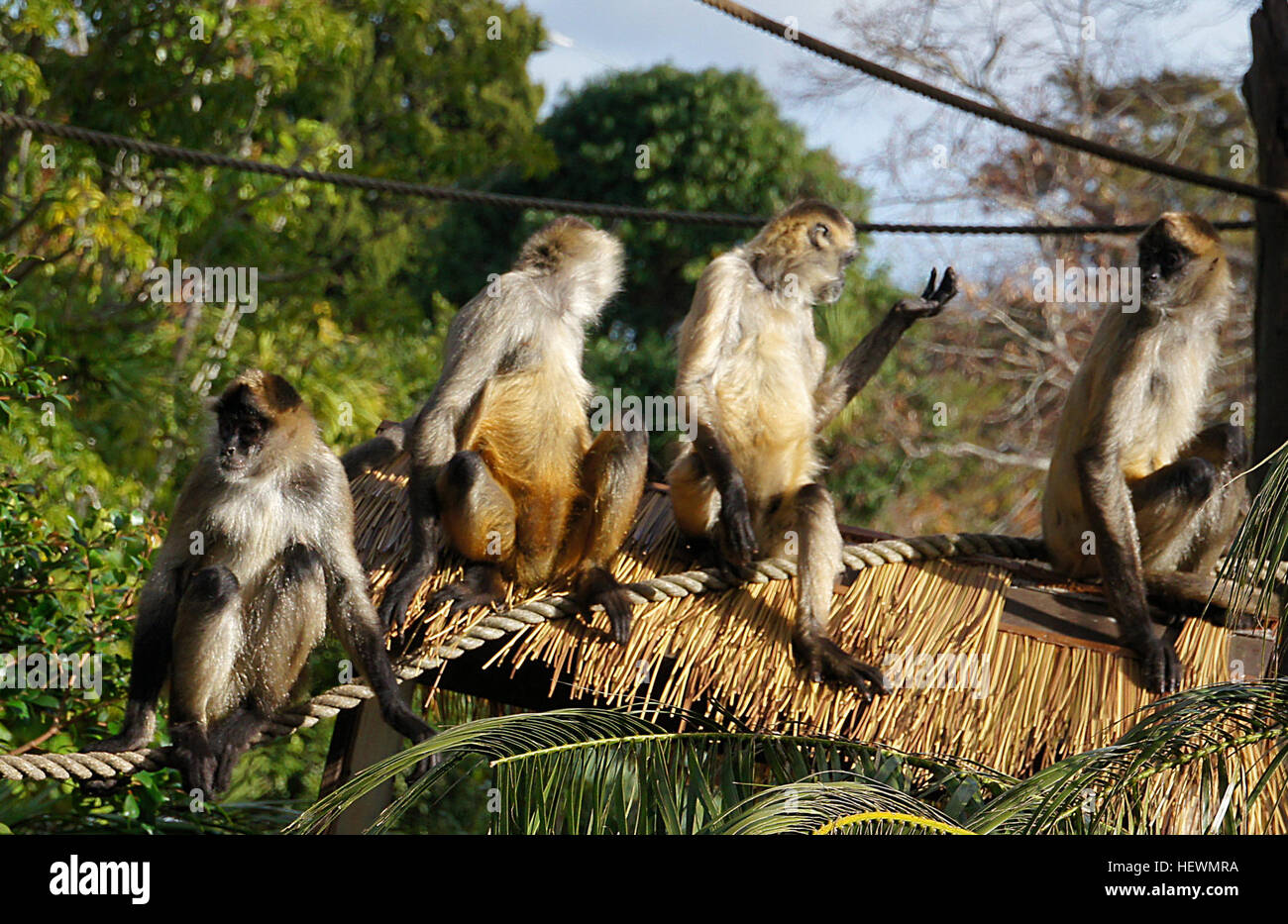 In diverse parti del mondo immagini e fotografie stock ad alta ...