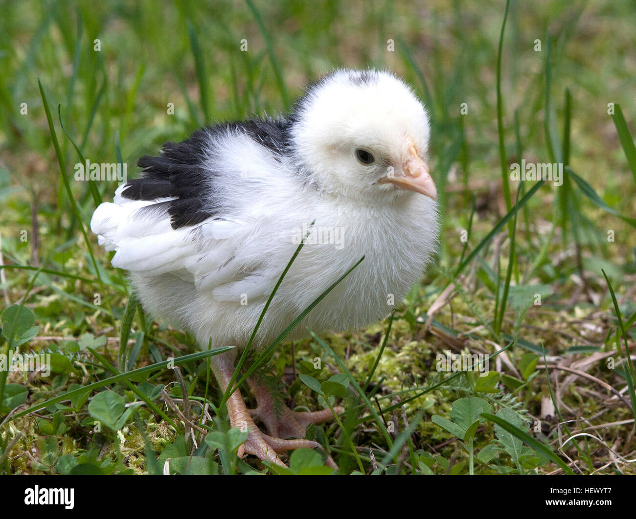 Natura in bianco e nero immagini e fotografie stock ad alta risoluzione ...