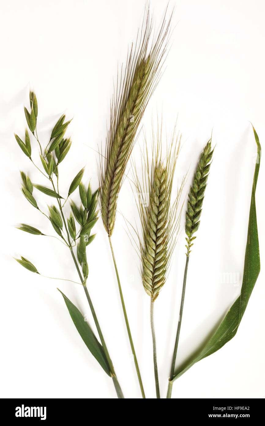 Spighe di grano: avena, orzo, segale e grano Foto stock - Alamy