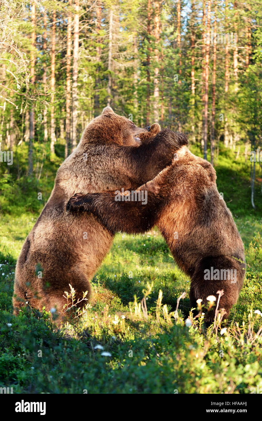 Attacco dell'orso selvatico immagini e fotografie stock ad alta ...