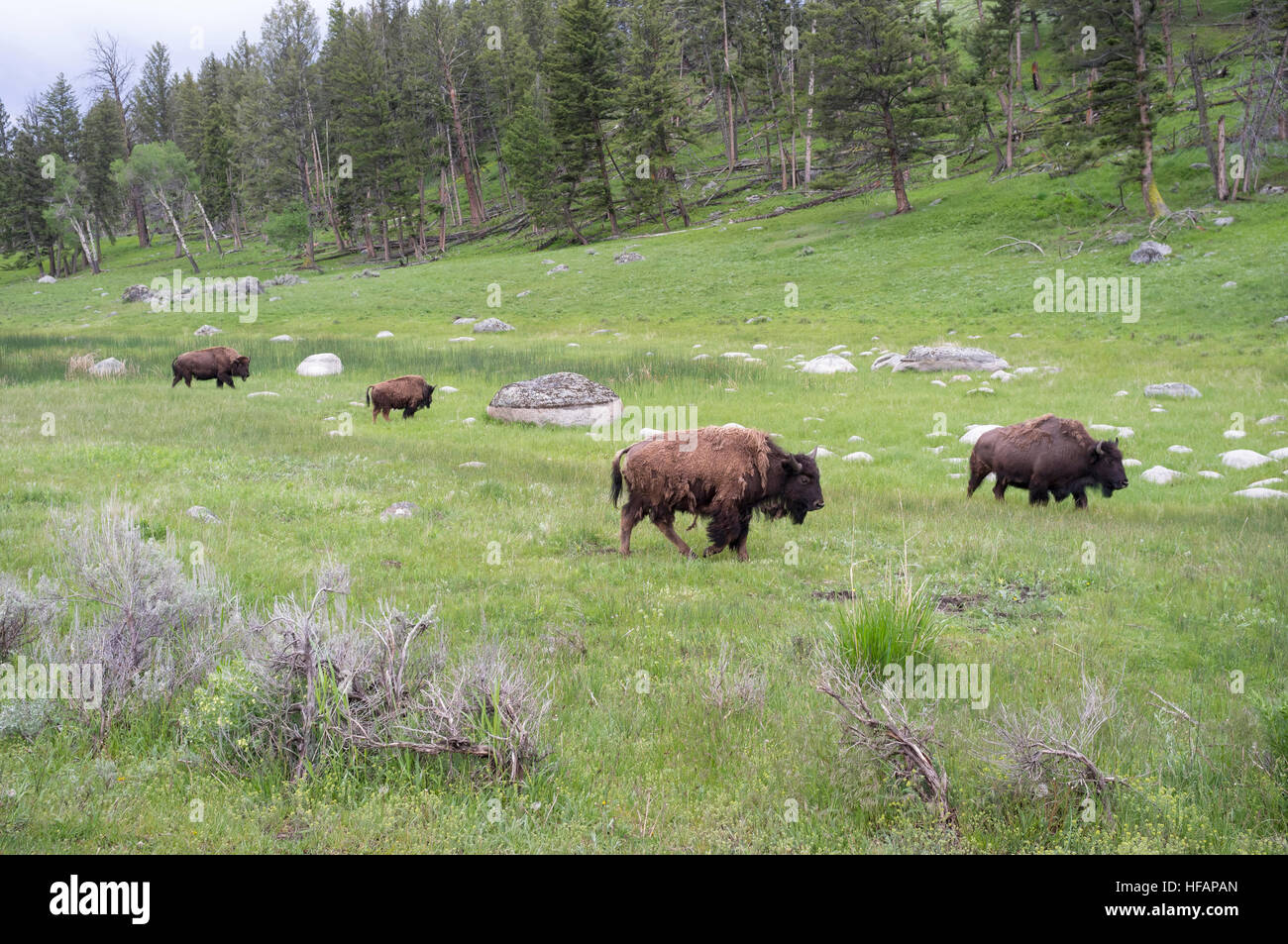 Bufalo ford immagini e fotografie stock ad alta risoluzione - Alamy