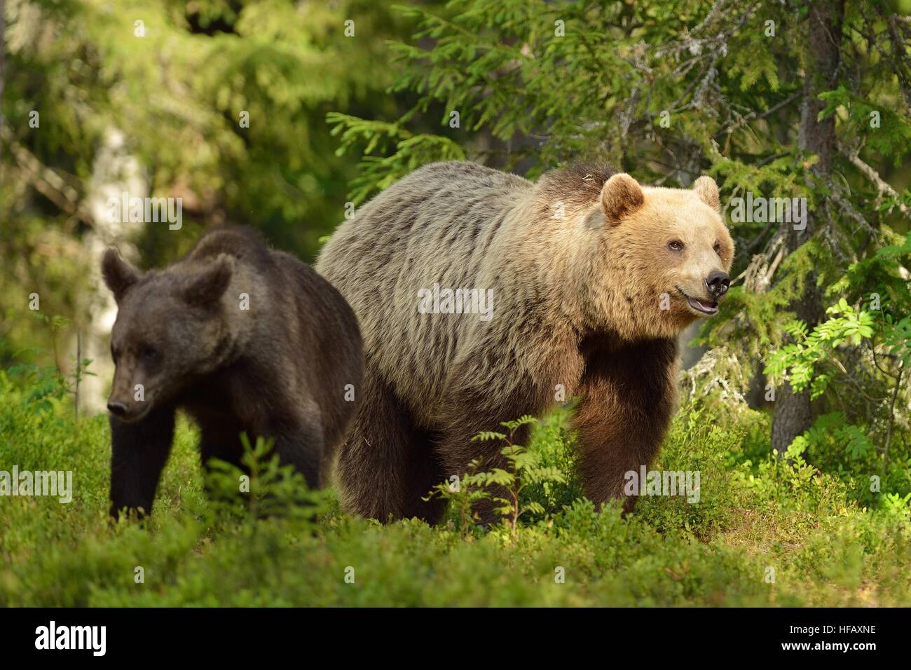 Due orsi russi immagini e fotografie stock ad alta risoluzione - Alamy