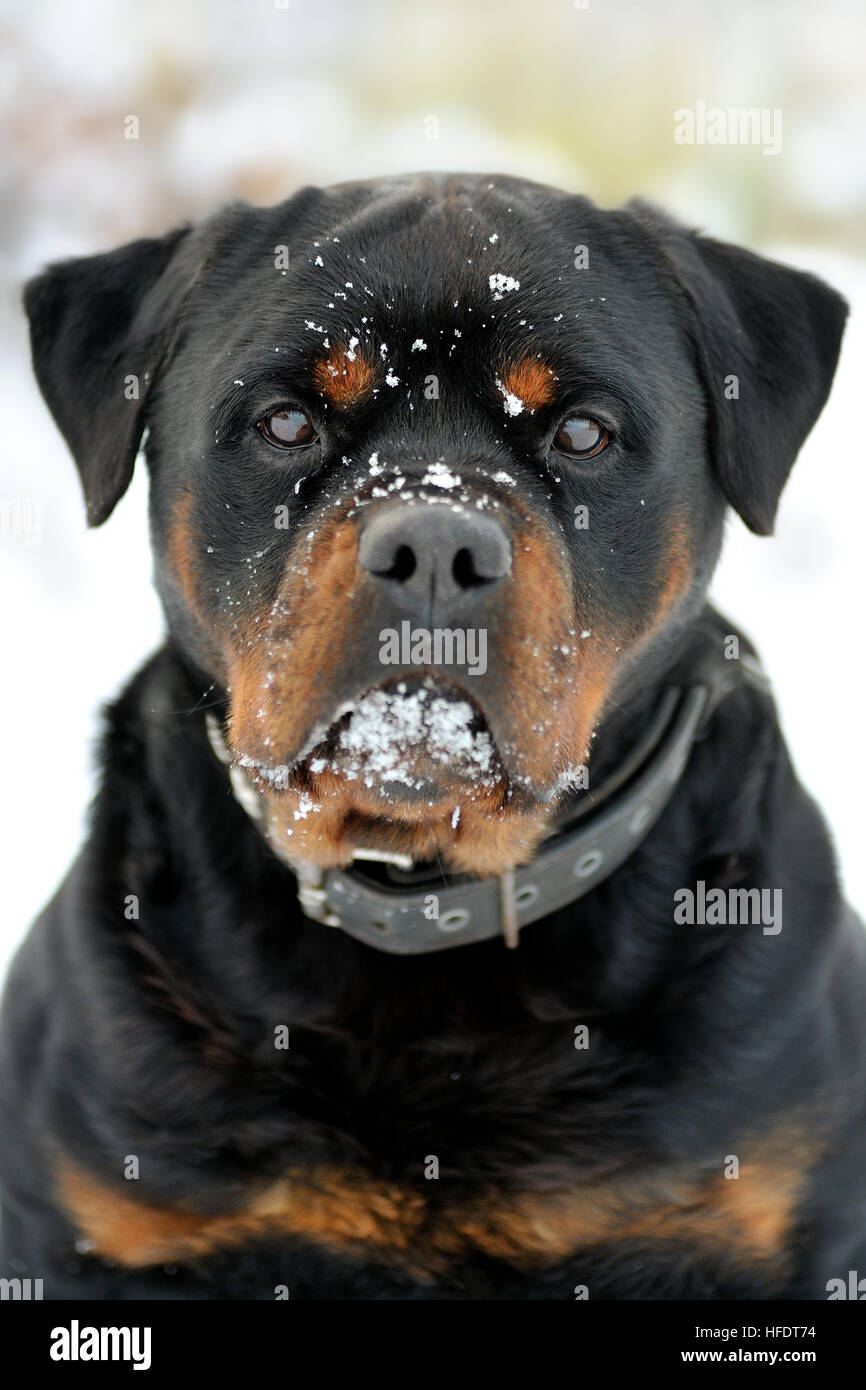 Rottweiler arrabbiato immagini e fotografie stock ad alta risoluzione ...