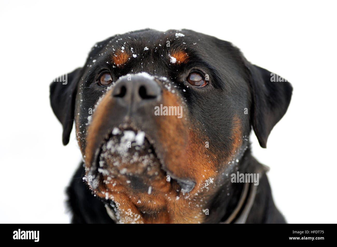 Rottweiler arrabbiato immagini e fotografie stock ad alta risoluzione ...
