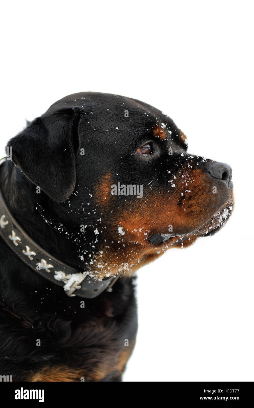 Rottweiler arrabbiato immagini e fotografie stock ad alta risoluzione ...