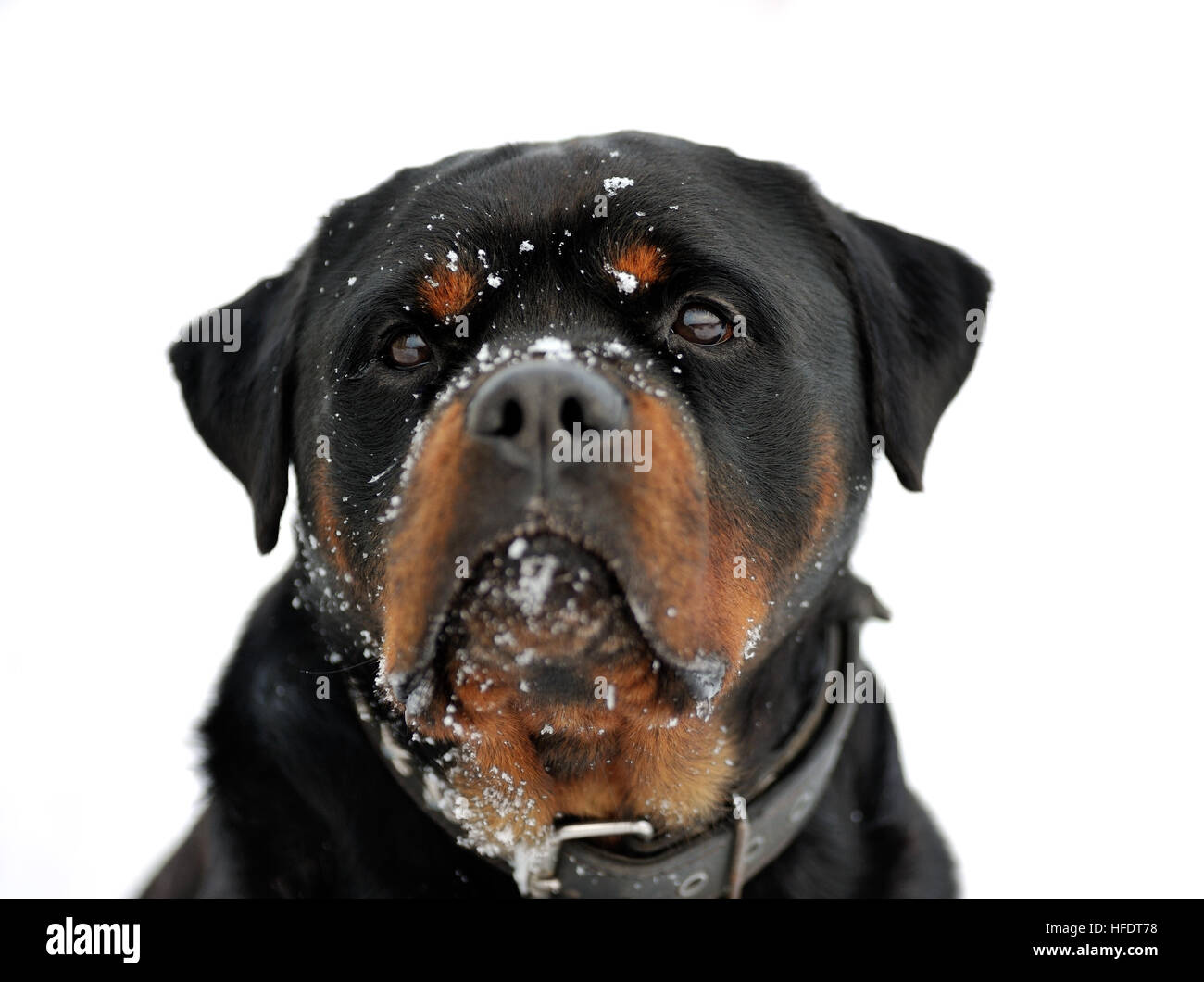 Rottweiler arrabbiato immagini e fotografie stock ad alta risoluzione ...