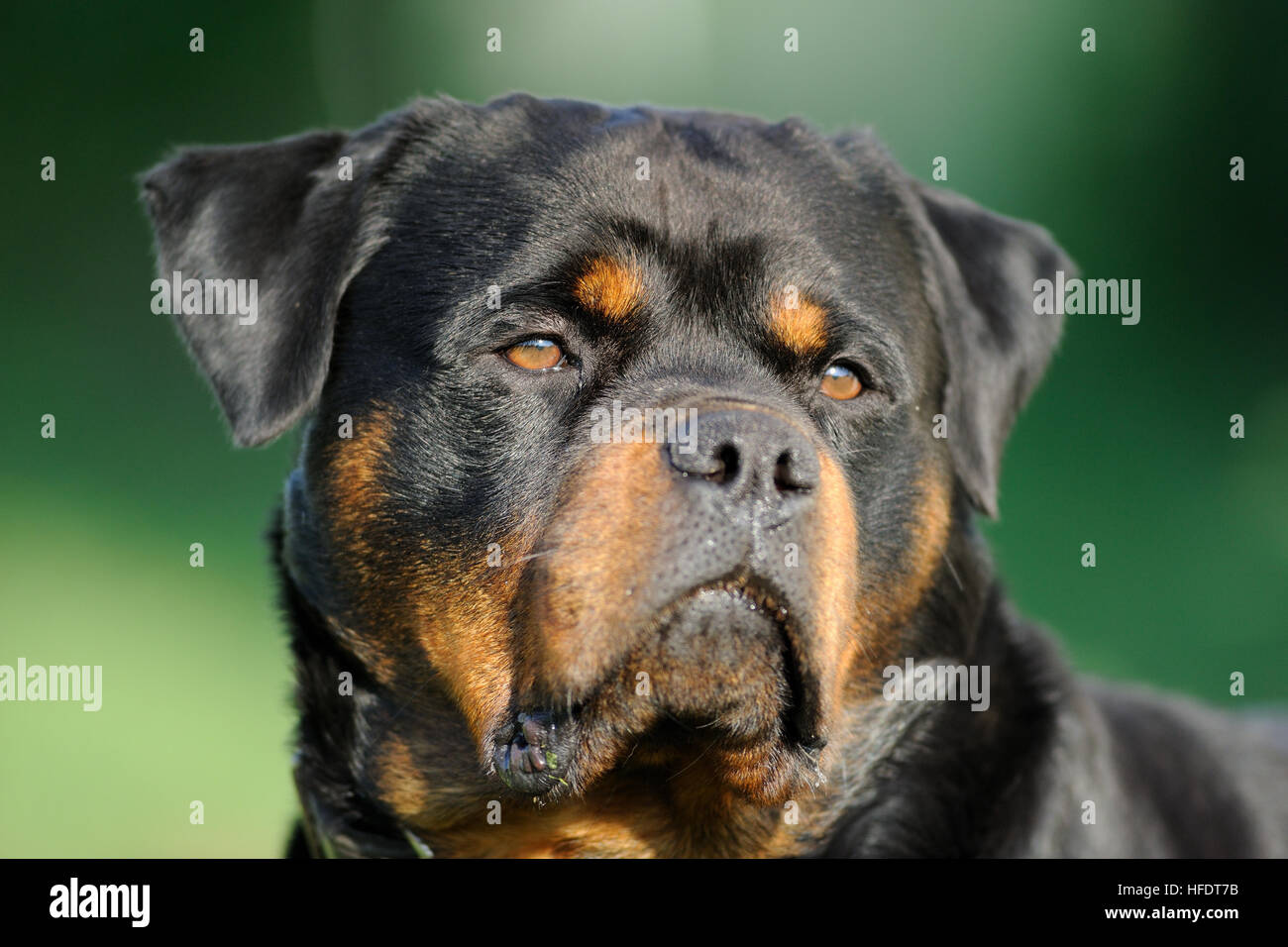 Rottweiler arrabbiato immagini e fotografie stock ad alta risoluzione ...
