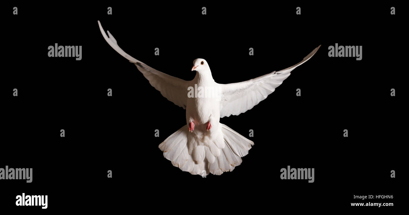 Simbolo della colomba della pace immagini e fotografie stock ad alta ...