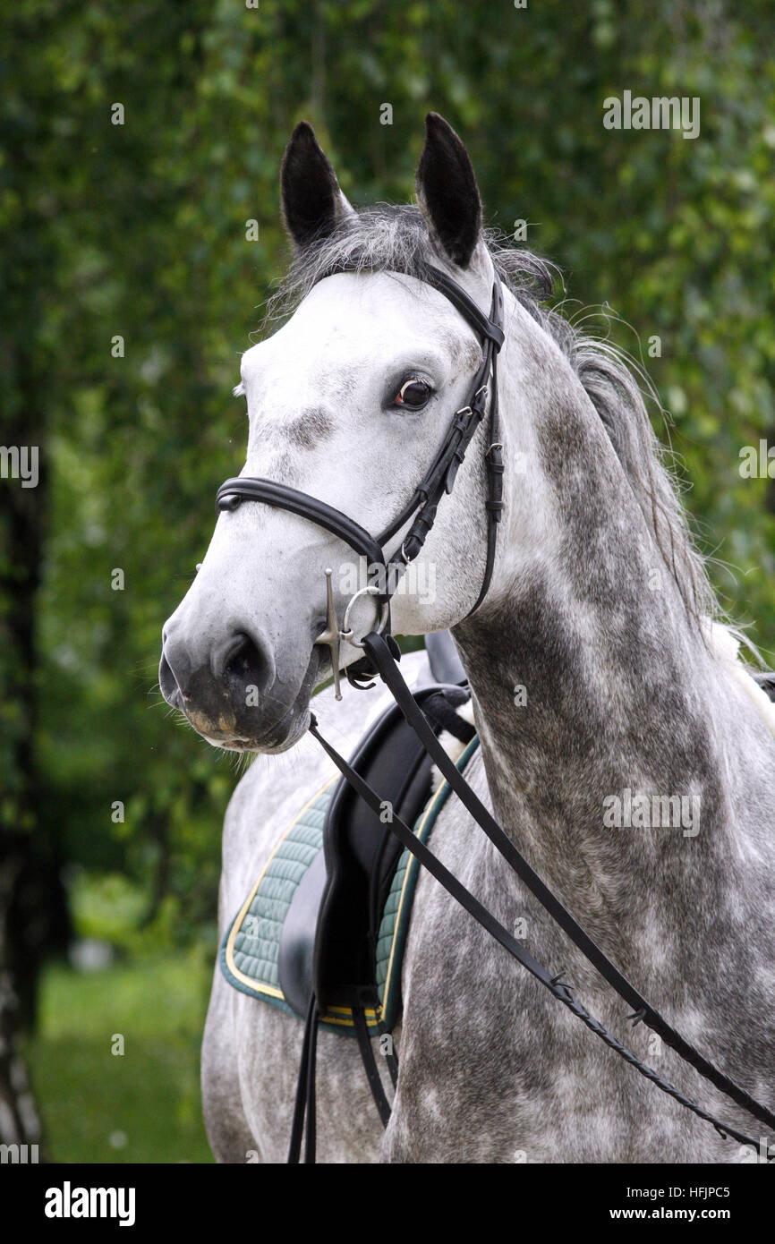 Colpo alla testa di un giovane cavallo lipizzano contro verde sfondo ...