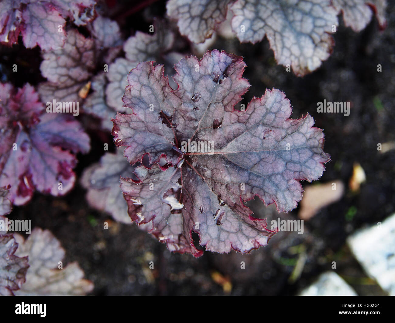 Per sempre viola immagini e fotografie stock ad alta risoluzione - Alamy