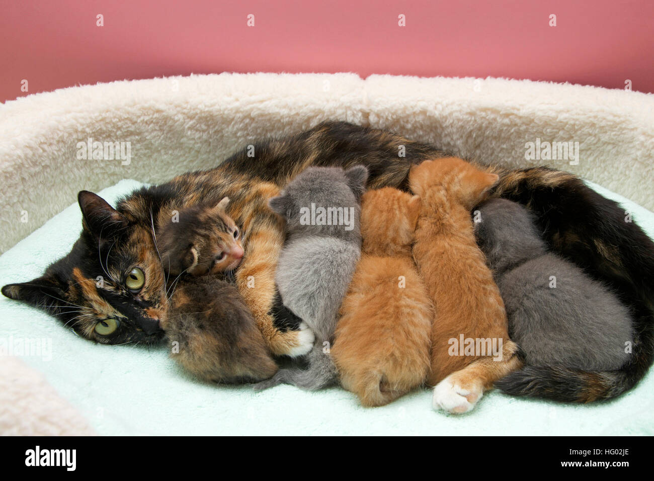 Gatto sfocato immagini e fotografie stock ad alta risoluzione - Alamy