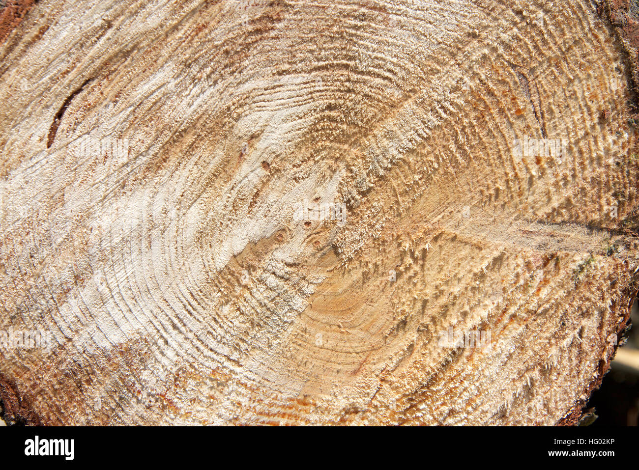 Tronco di albero tagliato con una motosega, bordo irregolare di legno ...