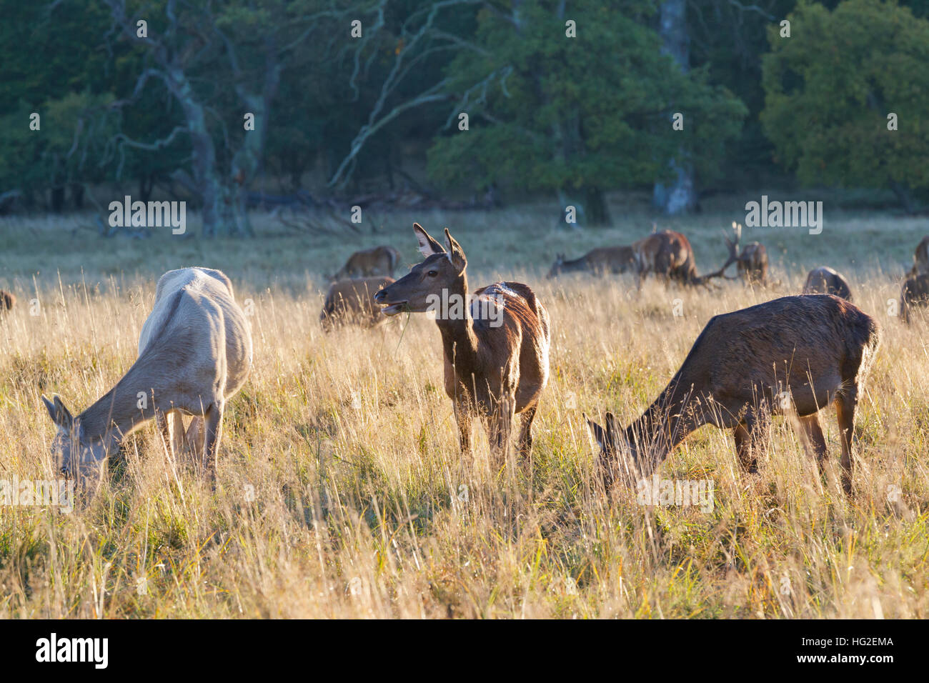 Cerve e cervi di cervi che pascolano nella Dyrehaven, il parco dei ...