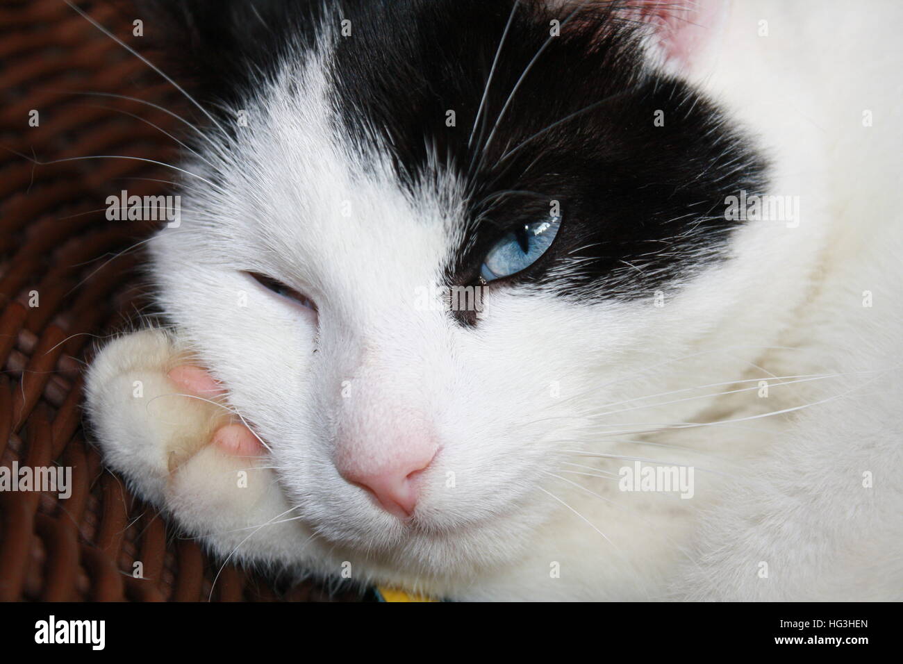 Amore di famiglia animale immagini e fotografie stock ad alta ...