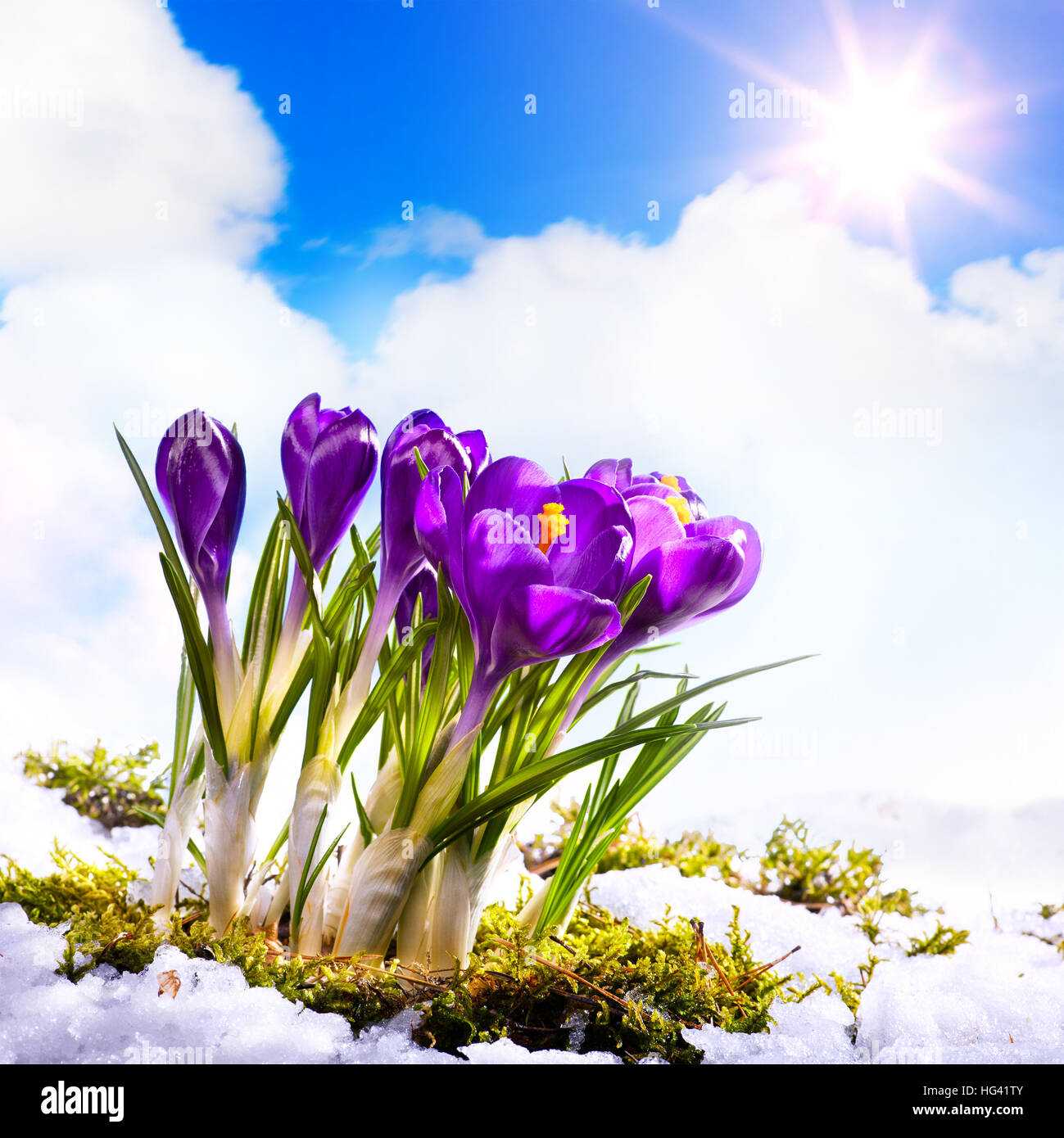 Bucaneve crocus fiori del disgelo di neve Foto stock - Alamy