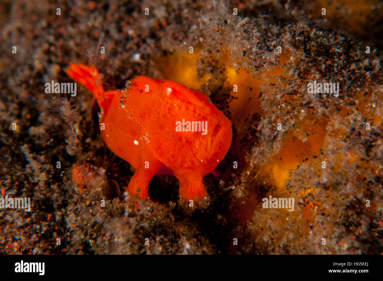 Pictus di antennarius dipinto di pesci rana immagini e fotografie stock ...
