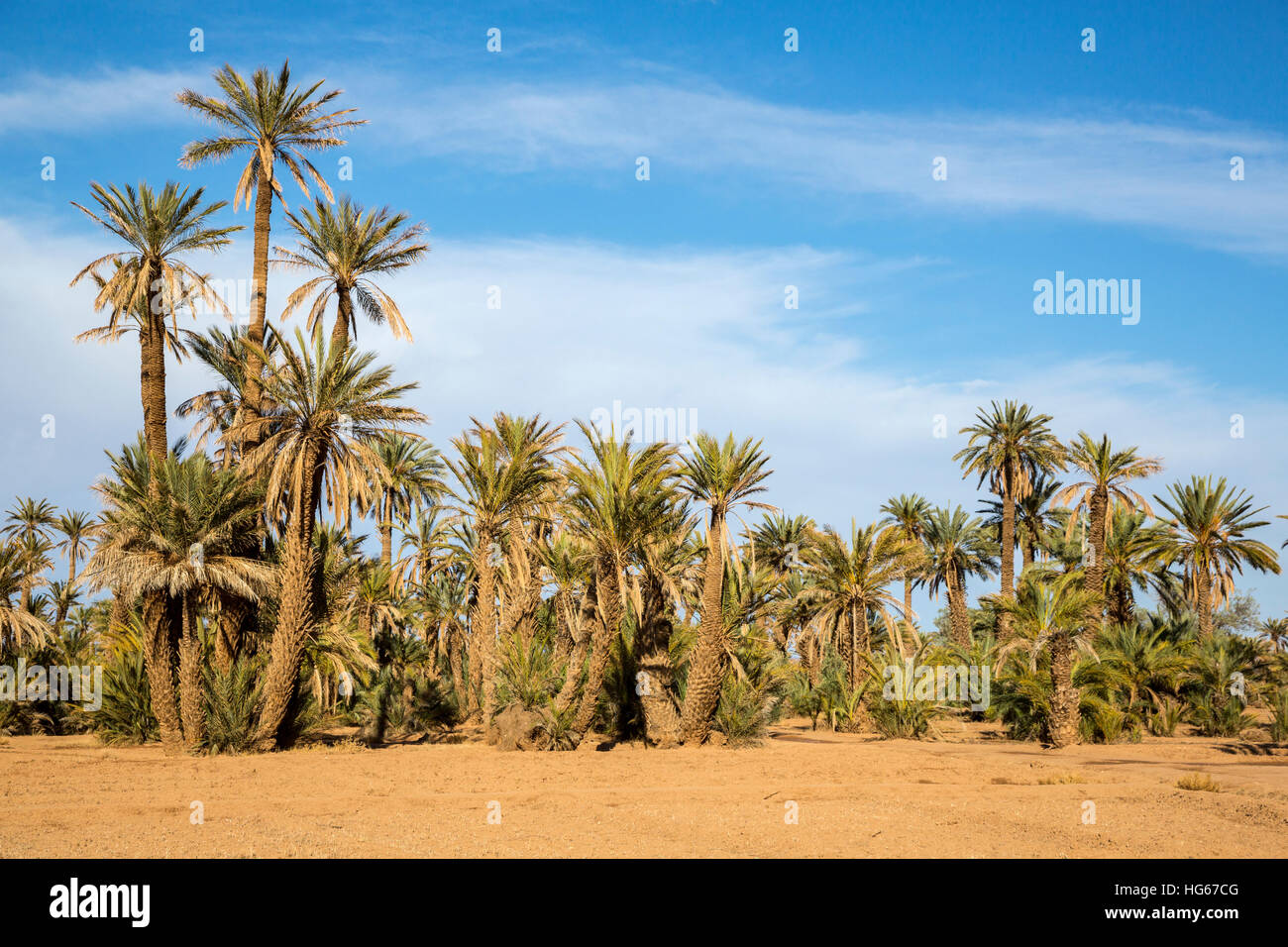 Coltivazione della palma da datteri immagini e fotografie stock ad alta ...