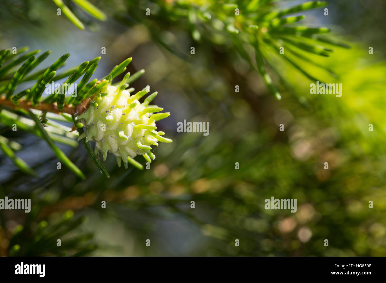 Larice rosso gallone adelgid immagini e fotografie stock ad alta ...