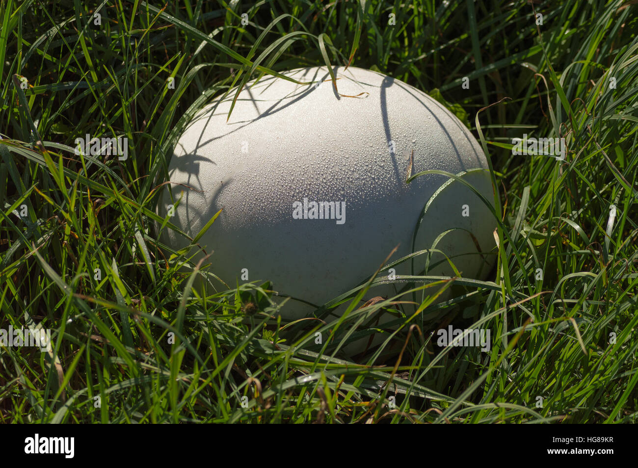 Fungo palla bianca grande immagini e fotografie stock ad alta ...